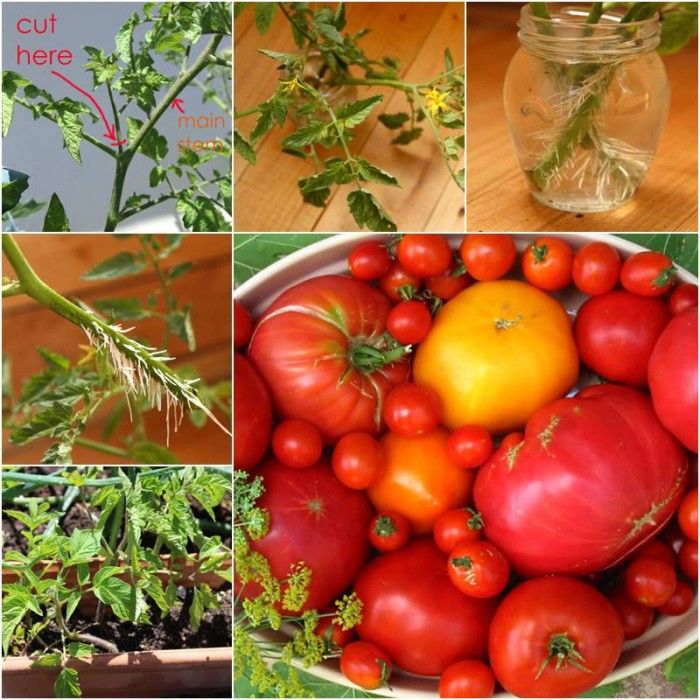 Creative Ideas Diy How To Propagate And Root Tomato Plants In One Week